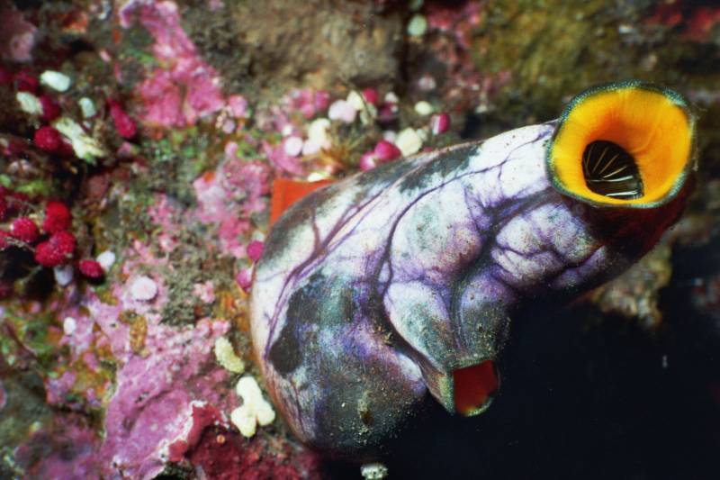 Polycarpa aurata - Giant Pacific tunicate : 네이버 블로그